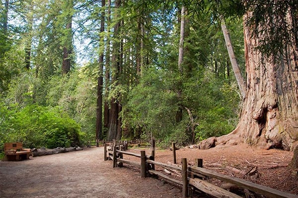 The Best Big Basin Camping - Professional Camping